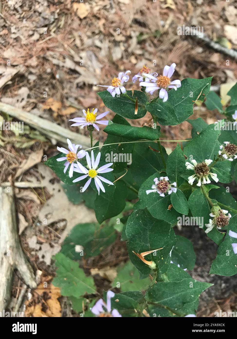 large-leaved aster (Eurybia macrophylla) Plantae Stock Photo - Alamy