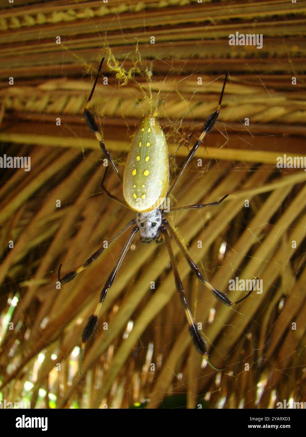 Golden Silk Spider (Trichonephila clavipes) Arachnida Stock Photo - Alamy