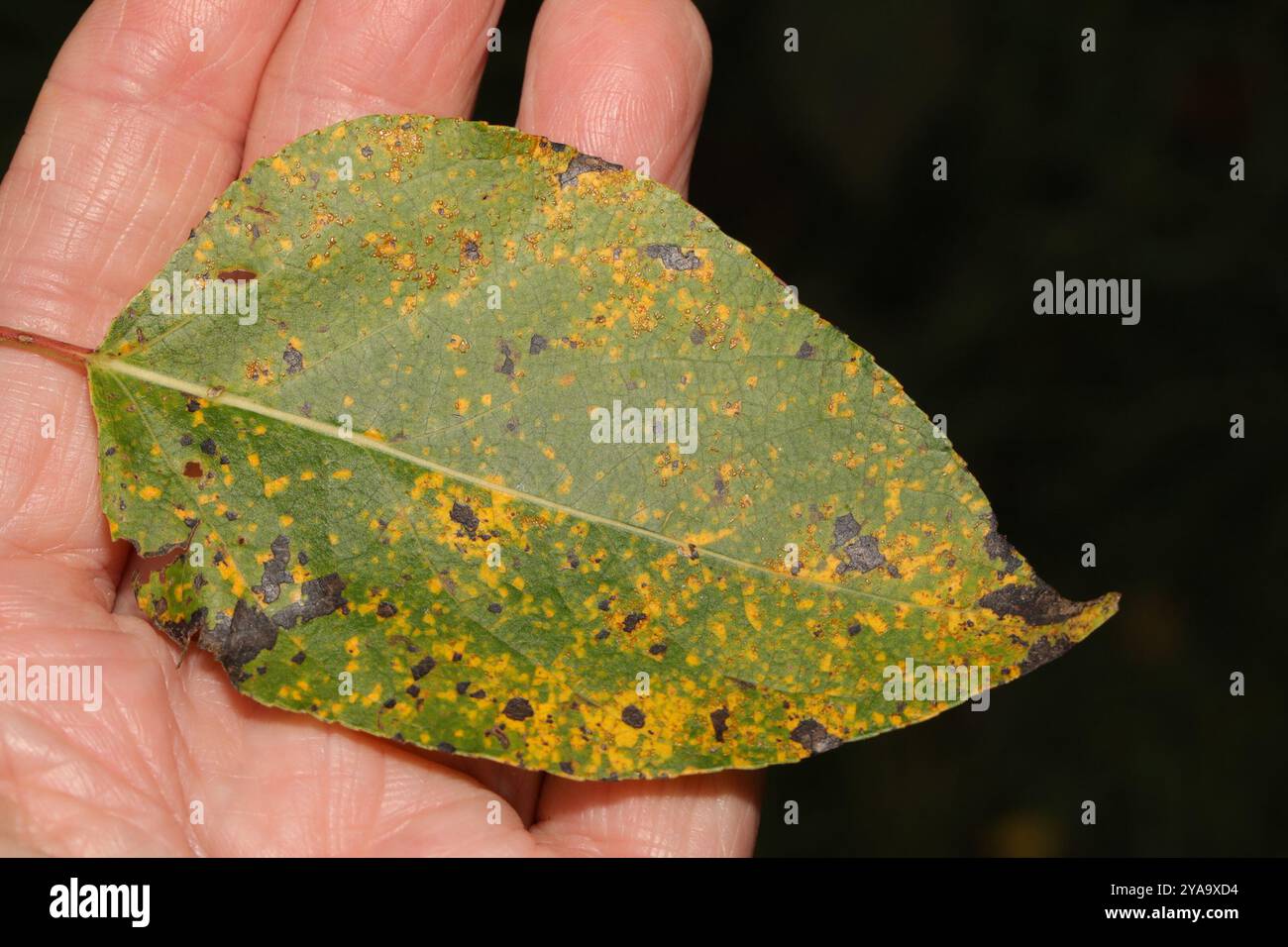 Poplar Leaf Rust Fungus (Melampsora laricis-populina) Fungi Stock Photo ...