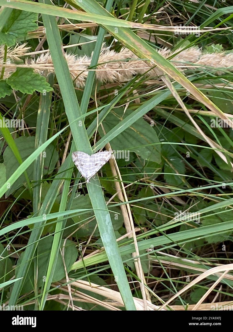 Treble Bar (Aplocera plagiata) Insecta Stock Photo - Alamy