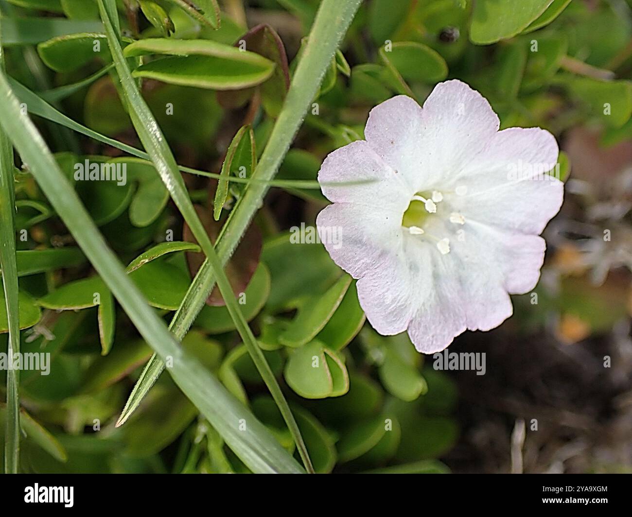 Pink Ear (Falkia repens) Plantae Stock Photo - Alamy