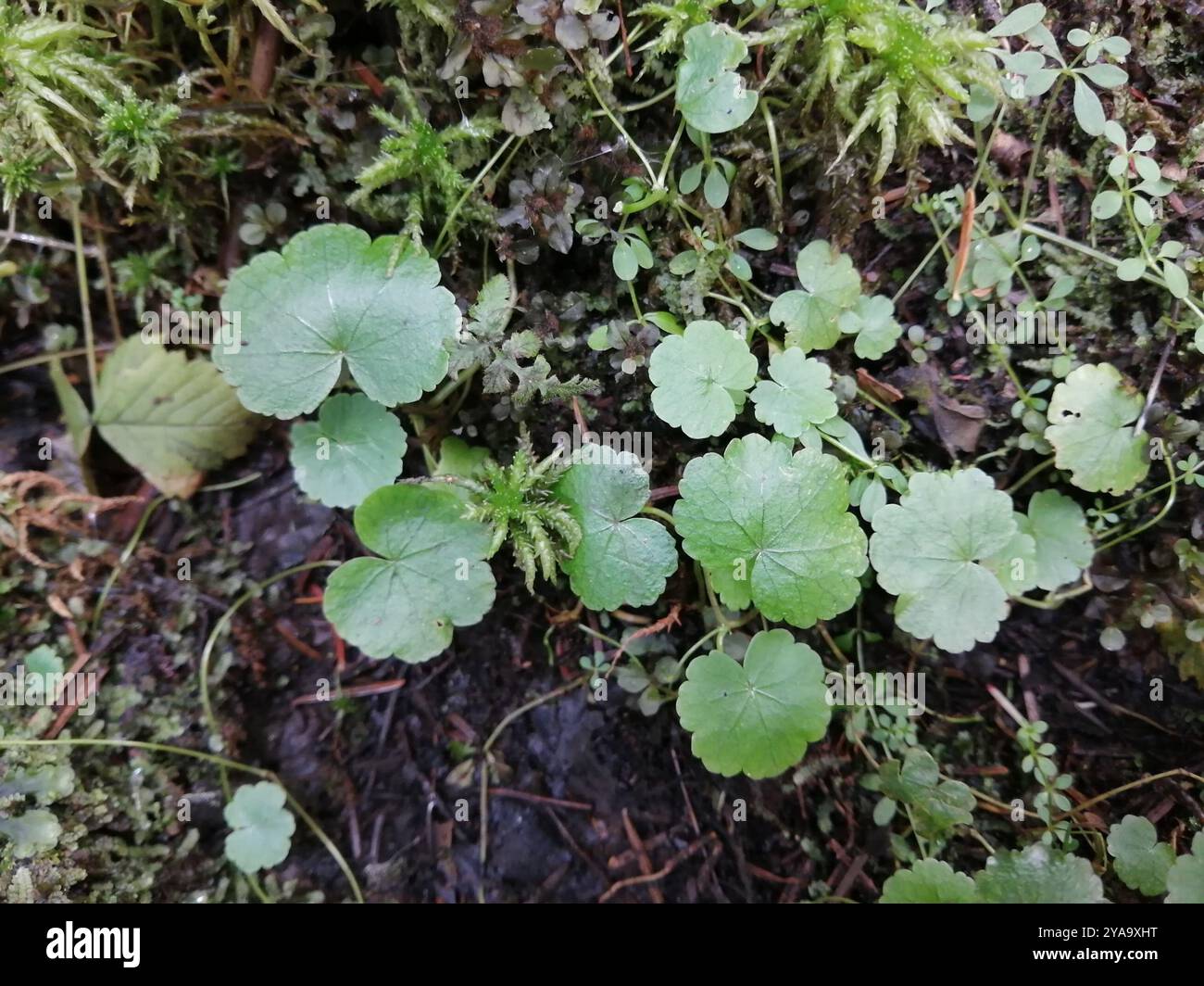 American Water-pennywort (Hydrocotyle americana) Plantae Stock Photo ...