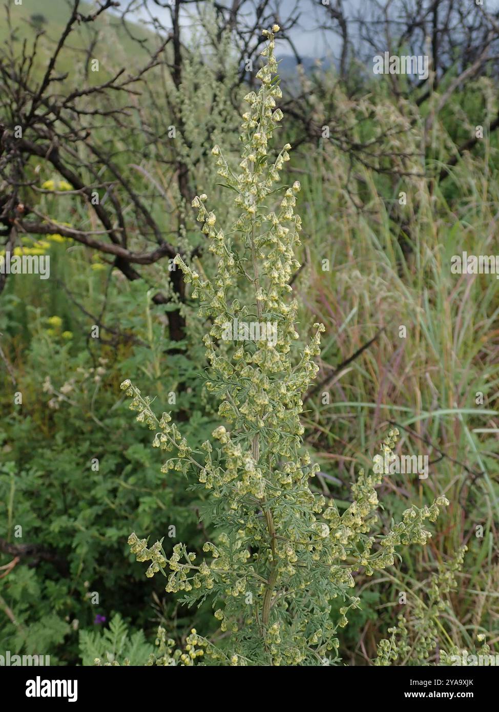 Artemisia afra hi-res stock photography and images - Alamy