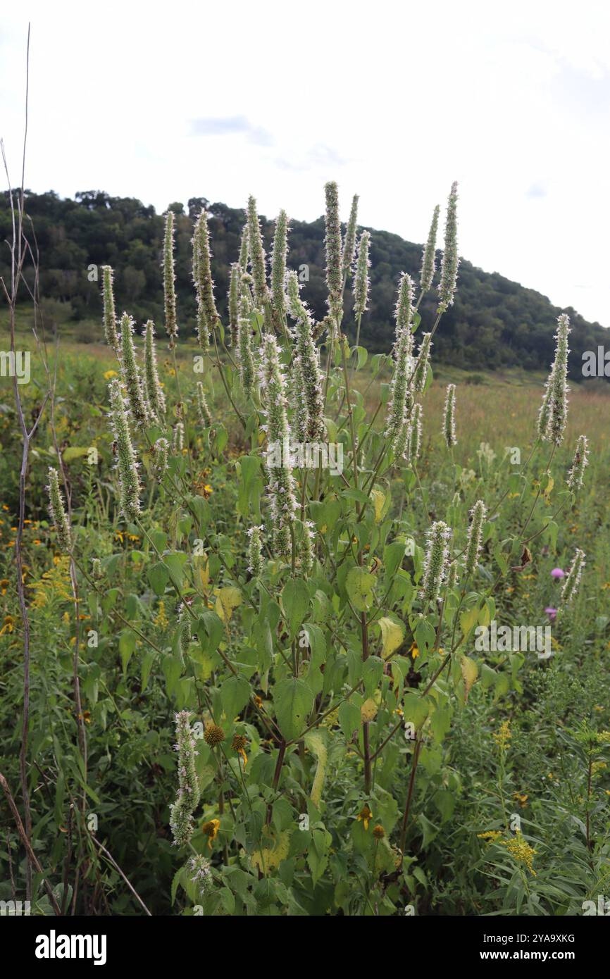purple giant hyssop (Agastache scrophulariifolia) Plantae Stock Photo ...