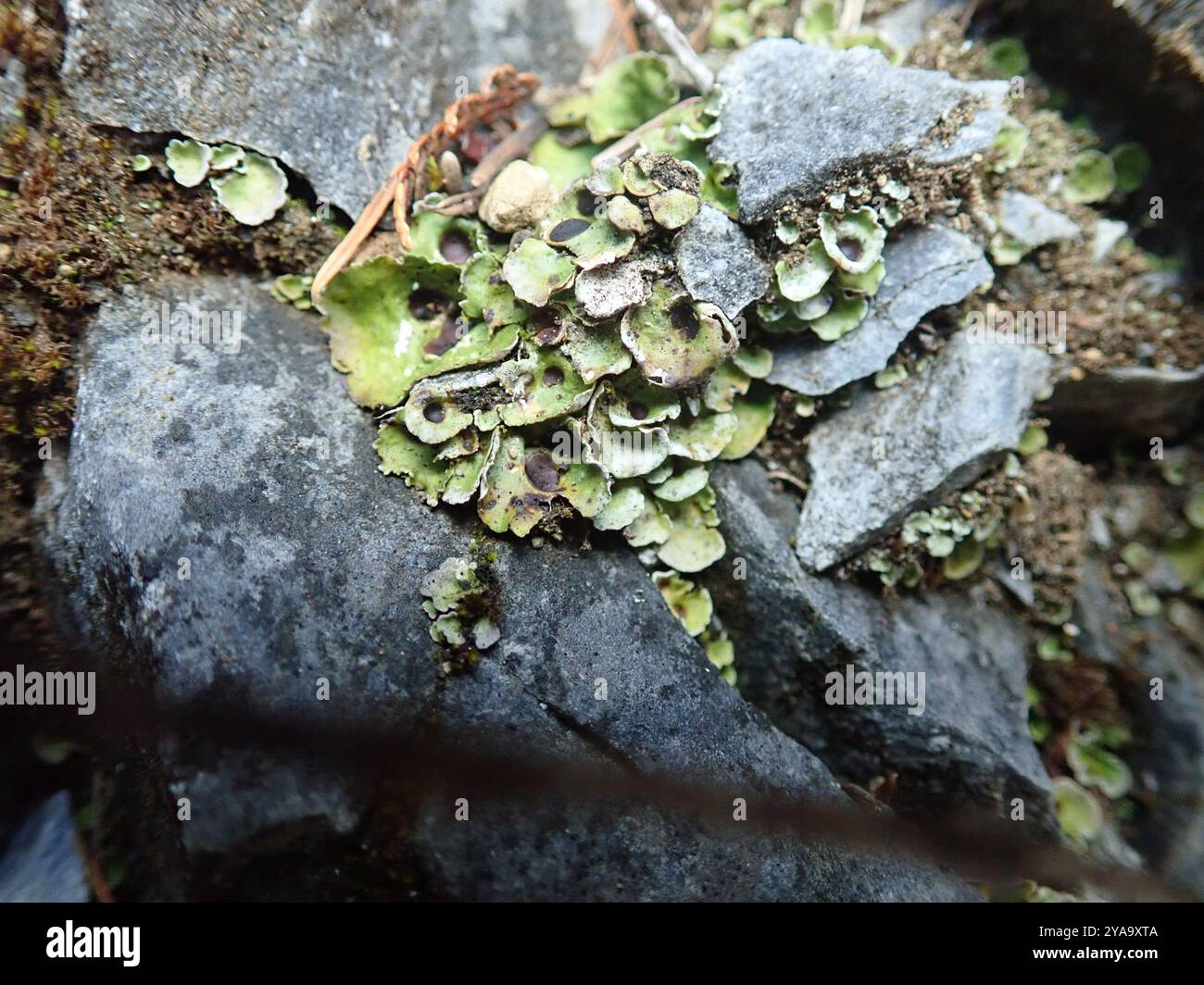 Common Chocolate Chip Lichen (Solorina saccata) Fungi Stock Photo - Alamy