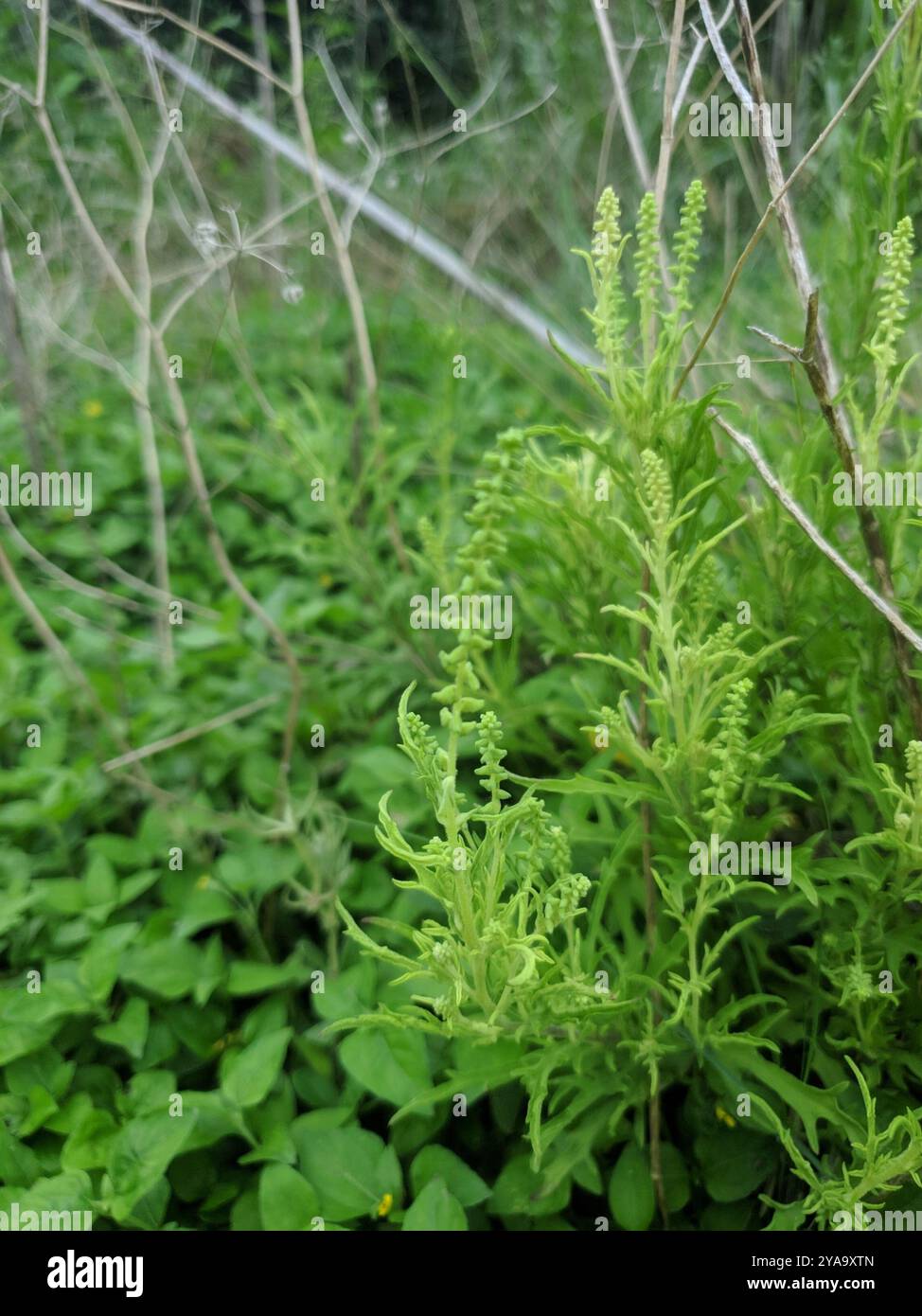 western ragweed (Ambrosia psilostachya) Plantae Stock Photo - Alamy