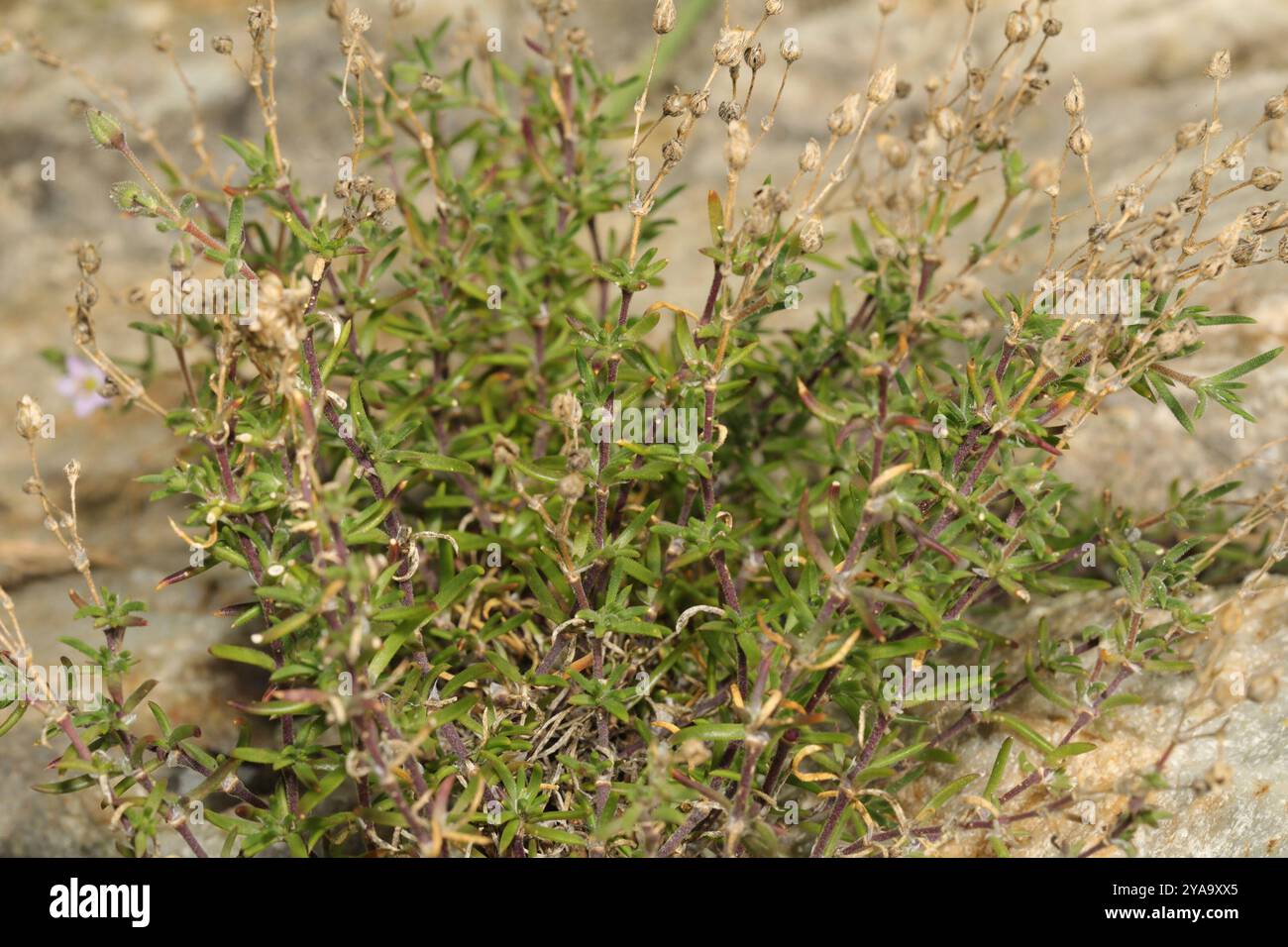 Rock Sea-spurrey (Spergularia rupicola) Plantae Stock Photo - Alamy