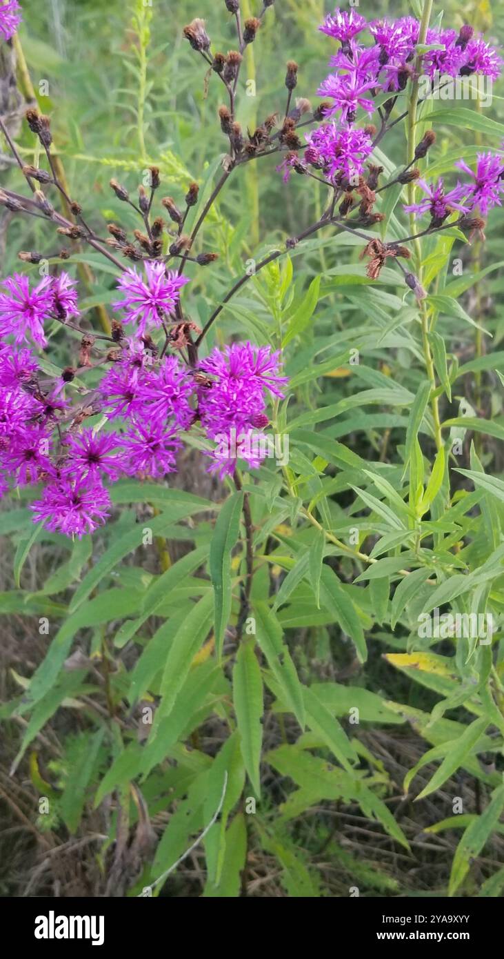 Tall Ironweed (Vernonia gigantea) Plantae Stock Photo - Alamy