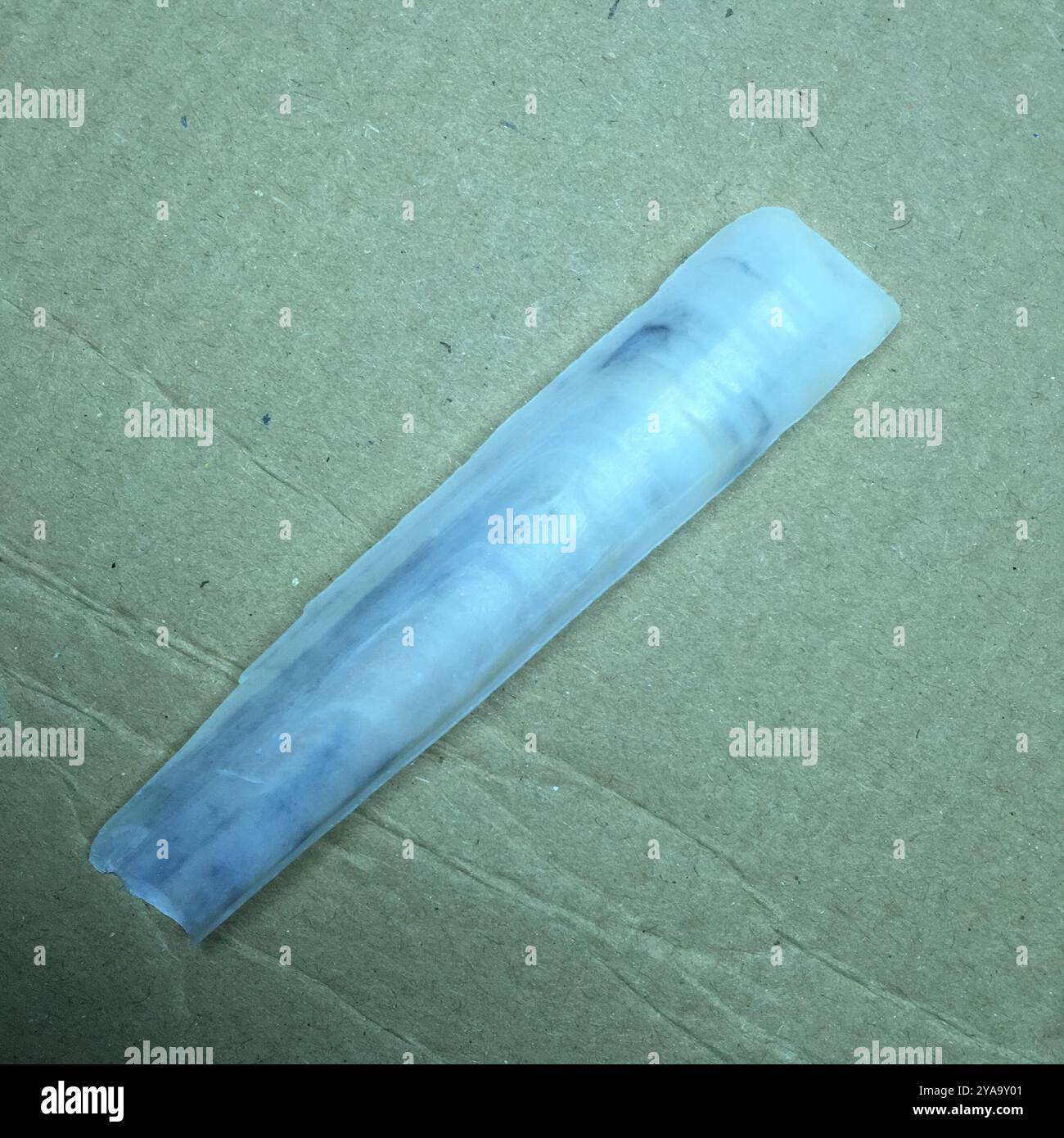 Grooved Razor Shell (Solen marginatus) Mollusca Stock Photo - Alamy