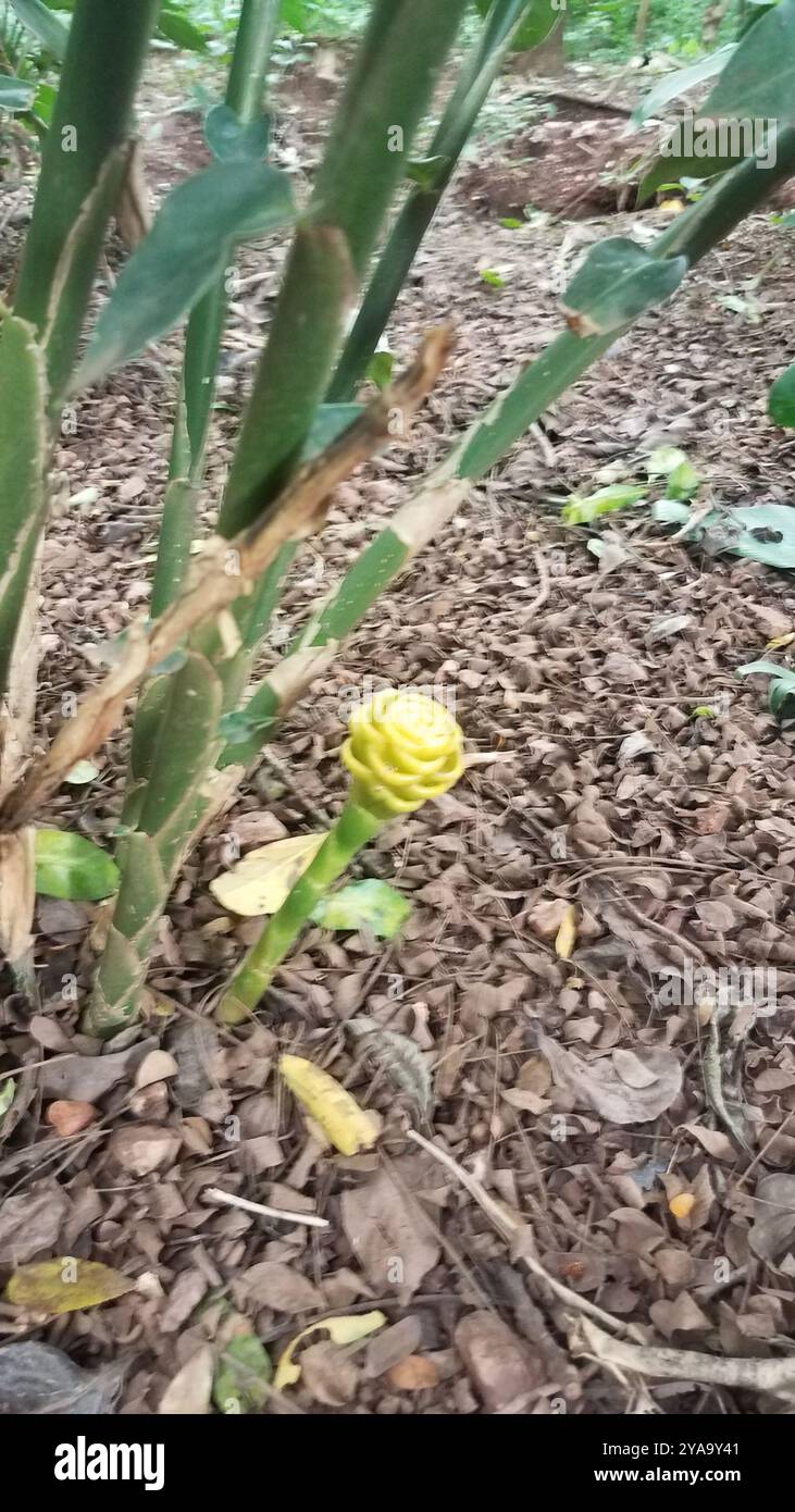 beehive ginger (Zingiber spectabile) Plantae Stock Photo - Alamy