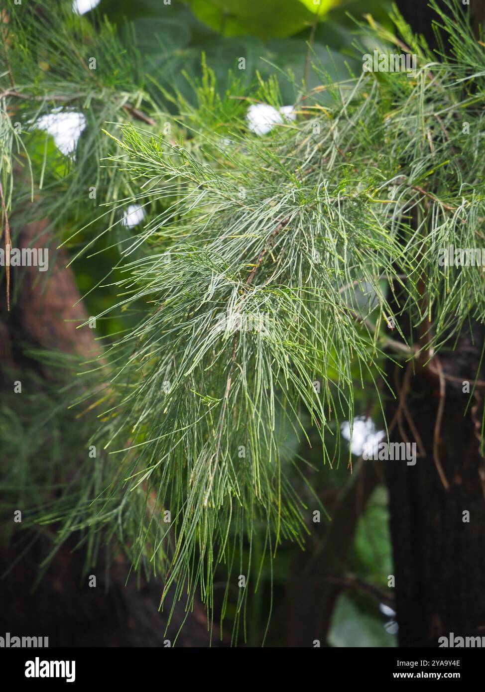 Beach Sheoak (Casuarina equisetifolia) Plantae Stock Photo - Alamy