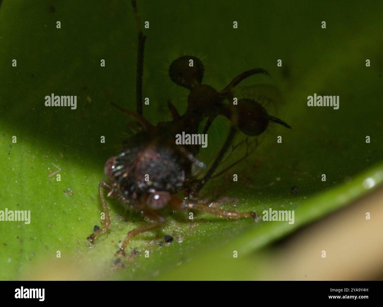 Ant-mimicking Treehopper (Cyphonia clavata) Insecta Stock Photo - Alamy
