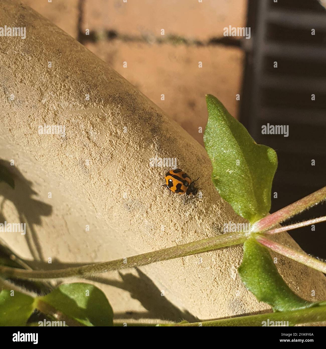 Small Transverse Ladybird Beetle (Coccinella transversalis) Insecta ...
