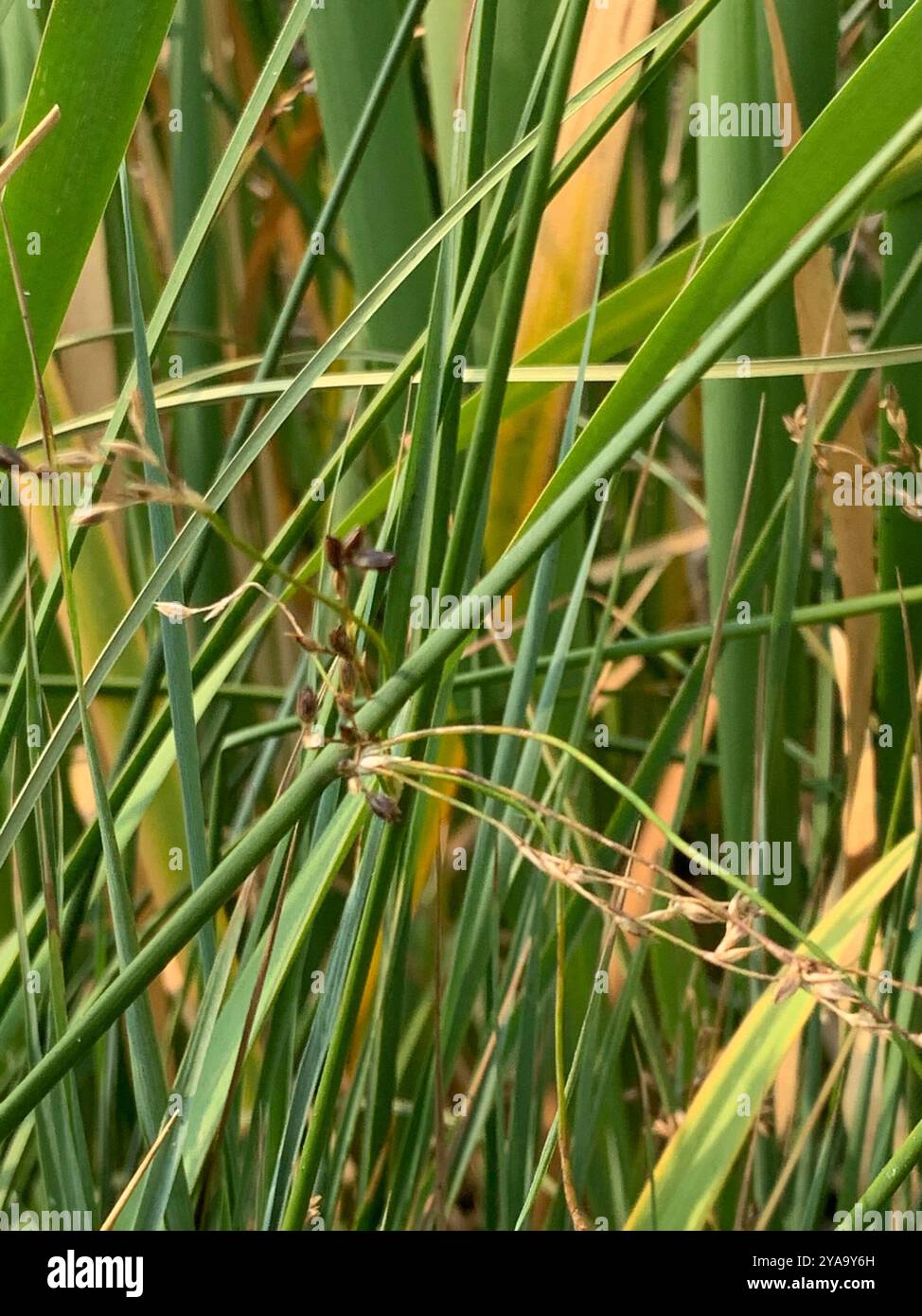 Baltic Rush (Juncus balticus) Plantae Stock Photo - Alamy