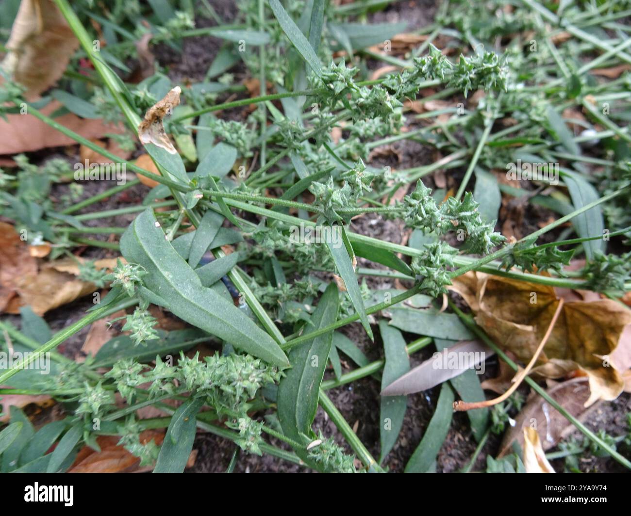 Common Orache (Atriplex patula) Plantae Stock Photo - Alamy