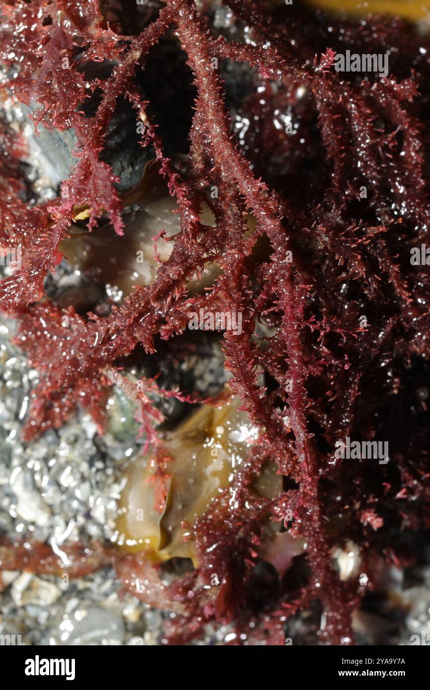 red algae (Rhodophyta) Plantae Stock Photo - Alamy