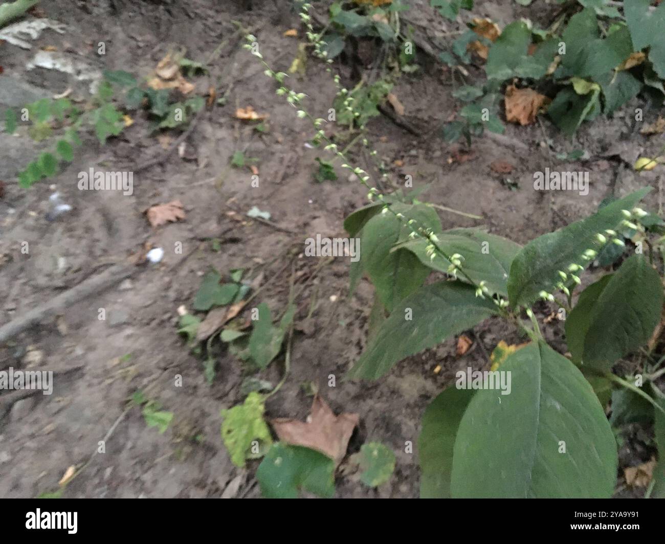 American jumpseed (Persicaria virginiana) Plantae Stock Photo - Alamy