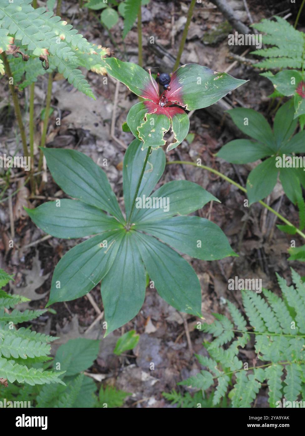Cucumber Root (Medeola virginiana) Plantae Stock Photo - Alamy