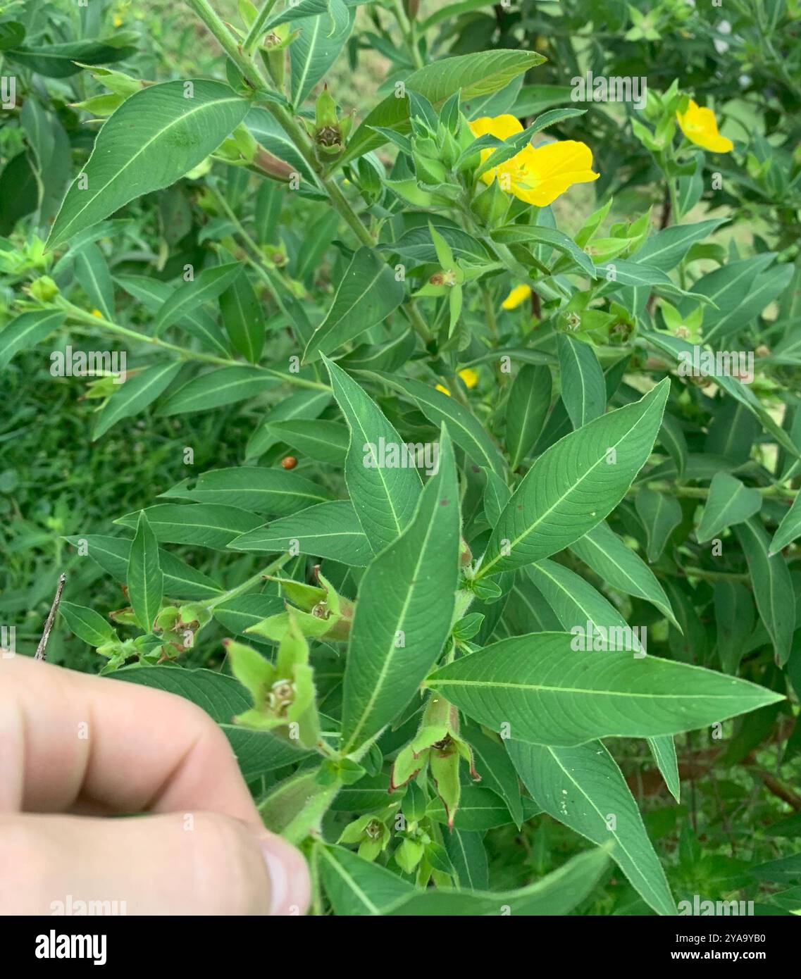 Peruvian primrose-willow (Ludwigia peruviana) Plantae Stock Photo - Alamy