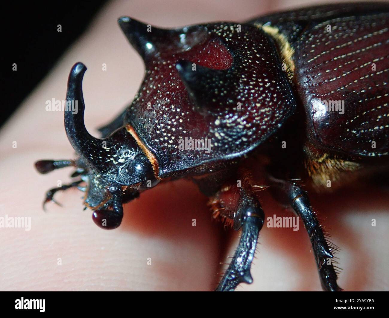 (Coelosis bicornis) Insecta Stock Photo - Alamy