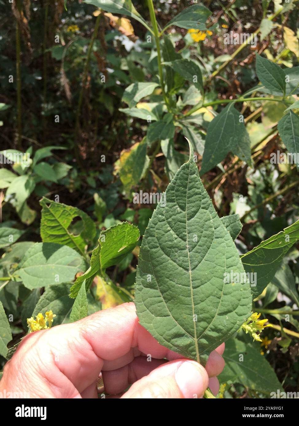 Yellow Crownbeard (Verbesina occidentalis) Plantae Stock Photo - Alamy