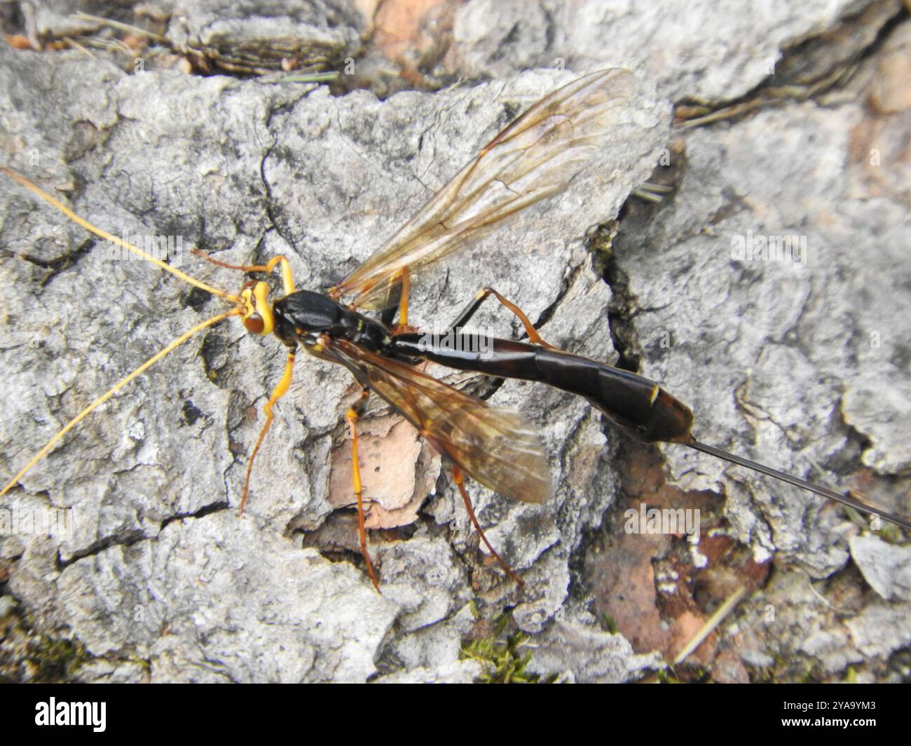 Black Giant Ichneumonid Wasp (Megarhyssa atrata) Insecta Stock Photo ...