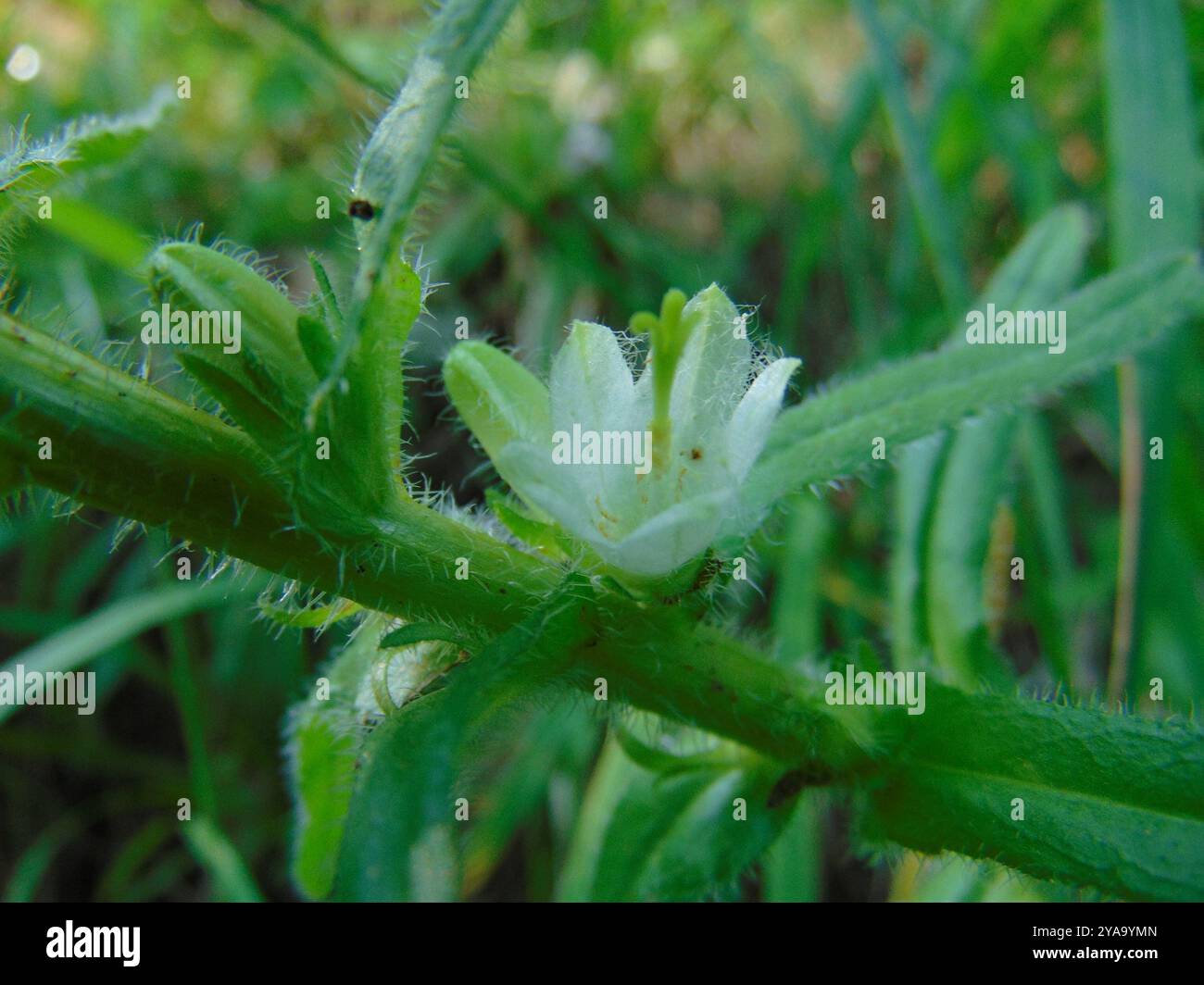 Yellow Bellflower (Campanula thyrsoides) Plantae Stock Photo - Alamy