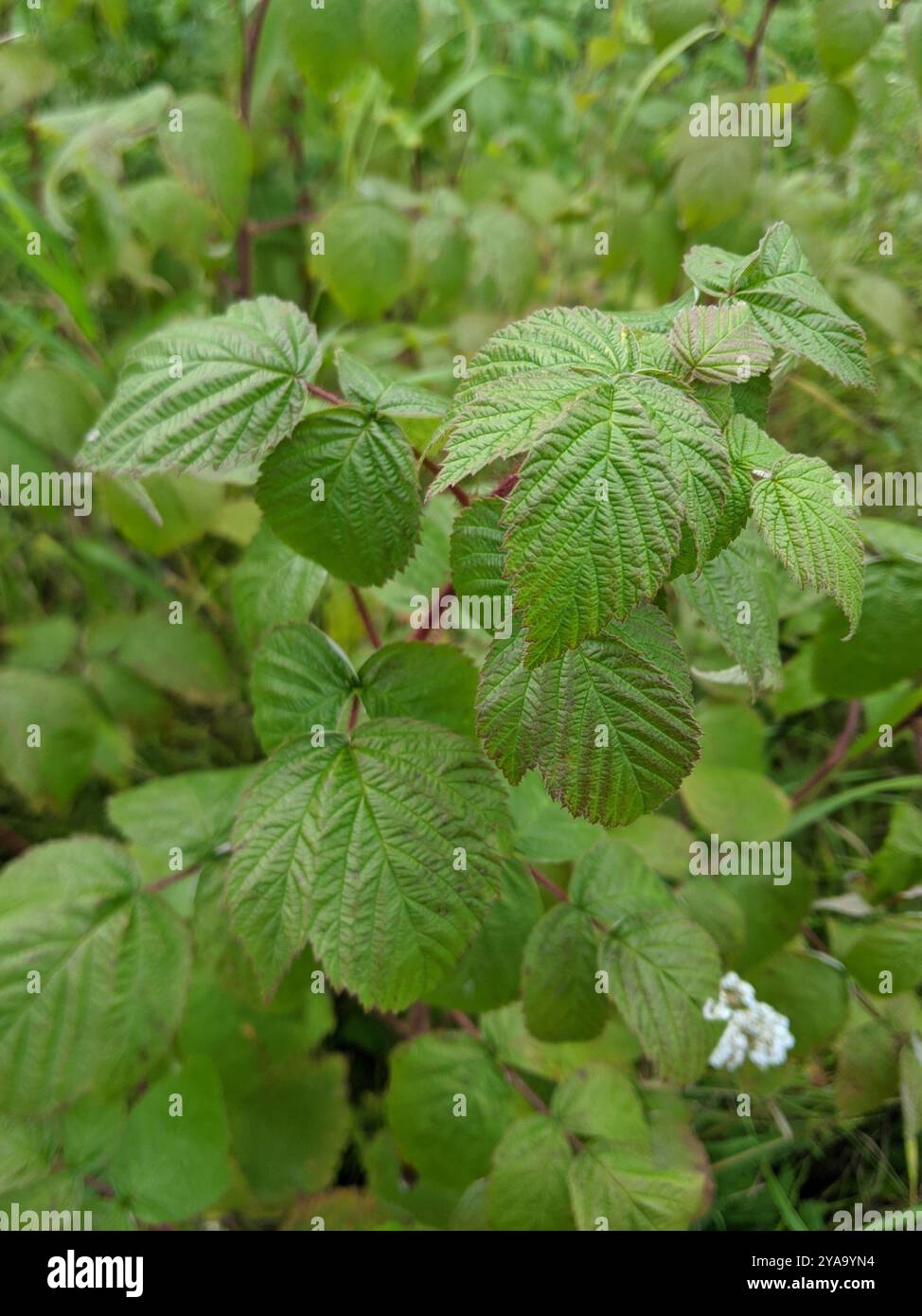 red raspberry (Rubus idaeus) Plantae Stock Photo - Alamy