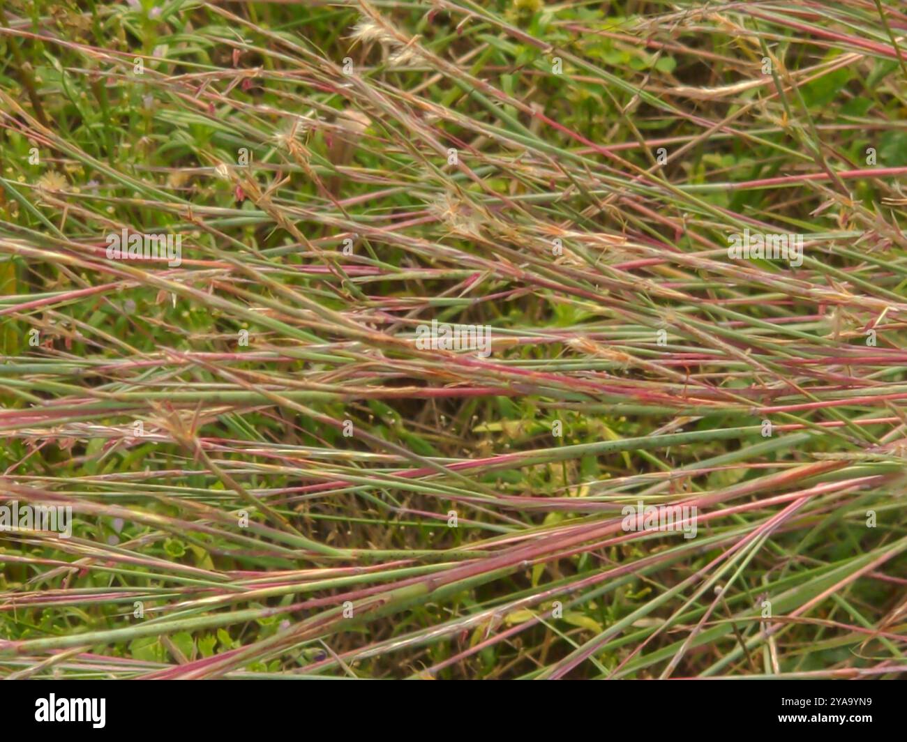 Purple lovegrass hi-res stock photography and images - Alamy