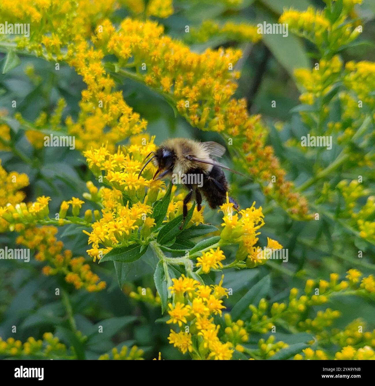 Common Eastern Bumble Bee (Bombus impatiens) Insecta Stock Photo - Alamy