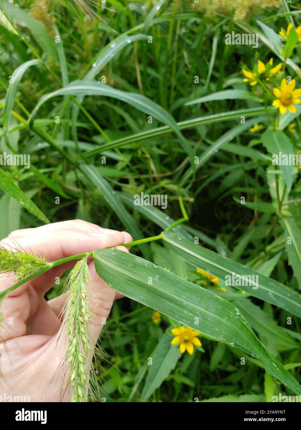bristlegrasses, rosette grasses, barnyard grasses, and allies (Paniceae ...