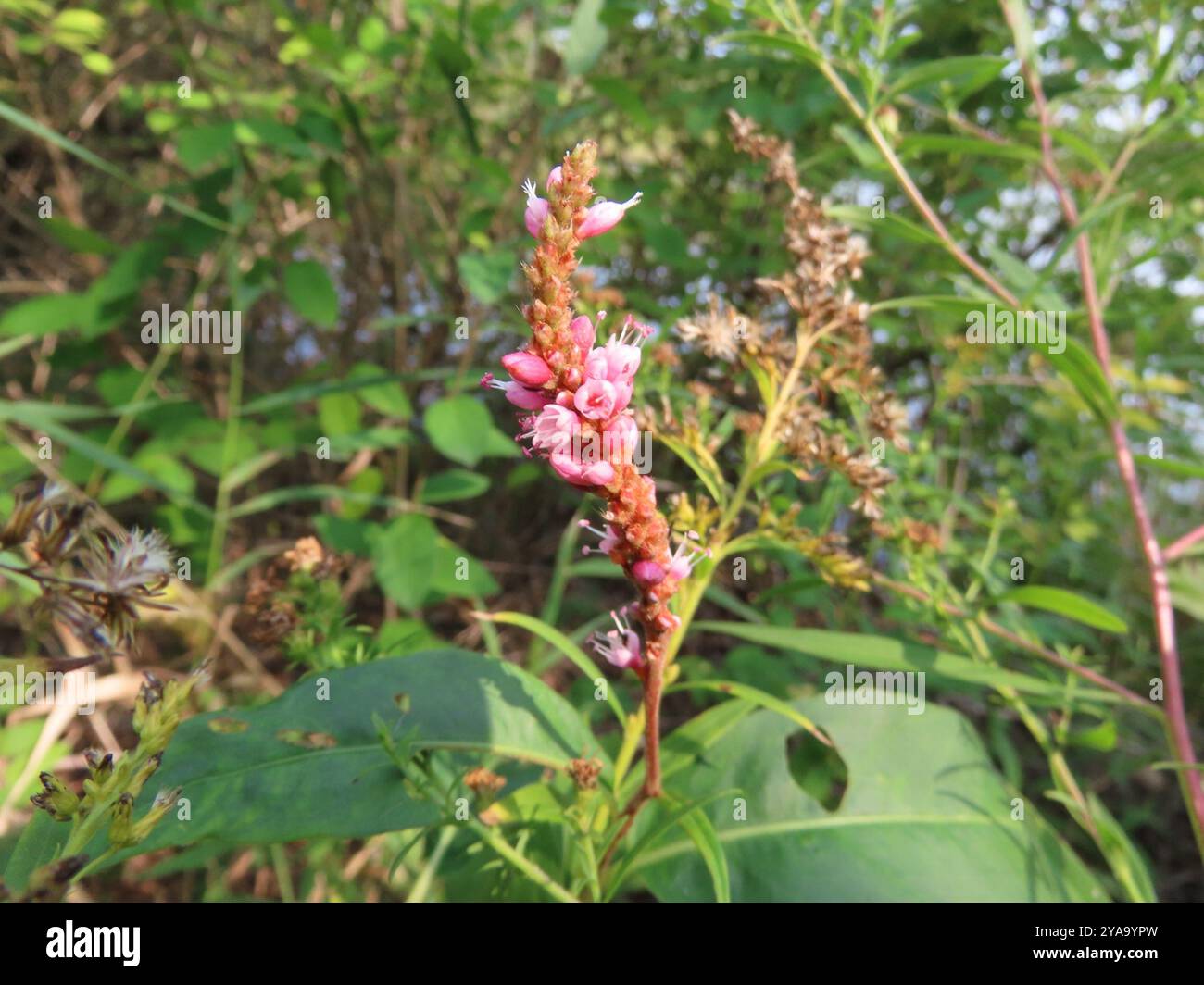 longroot smartweed (Persicaria amphibia emersa) Plantae Stock Photo - Alamy