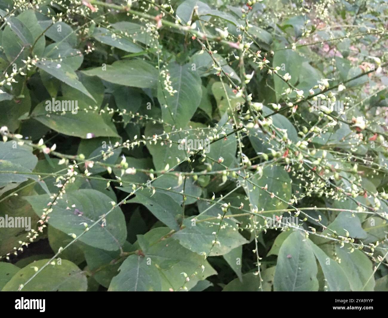 American jumpseed (Persicaria virginiana) Plantae Stock Photo - Alamy