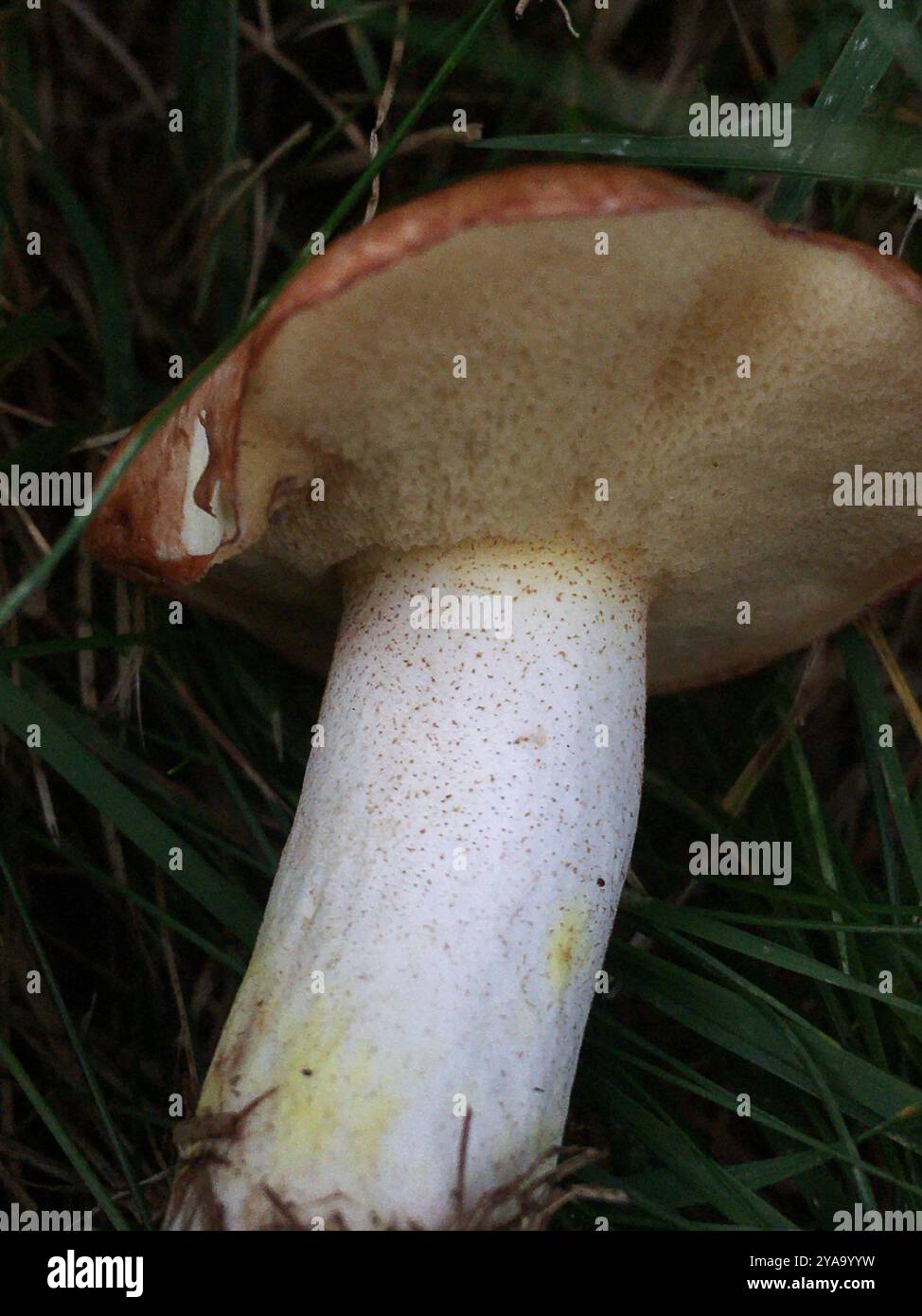 Butterball (Suillus weaverae) Fungi Stock Photo - Alamy