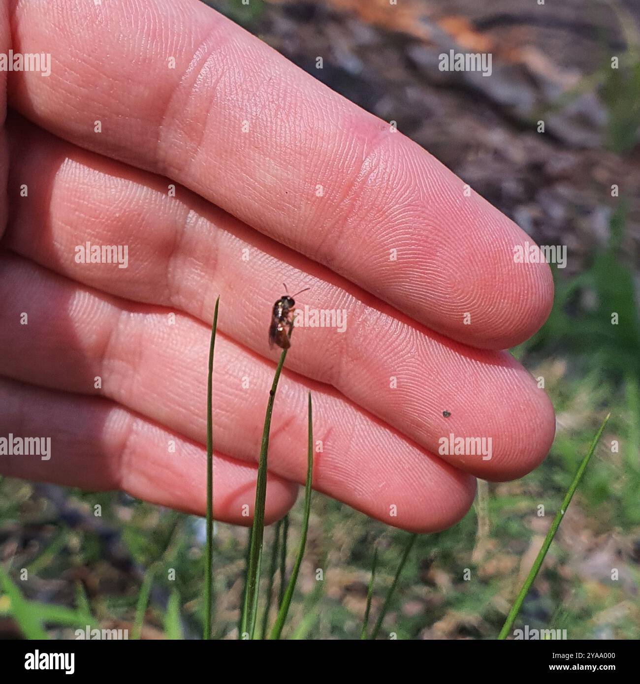 Honey Bees, Bumble Bees, and Allies (Apidae) Insecta Stock Photo - Alamy