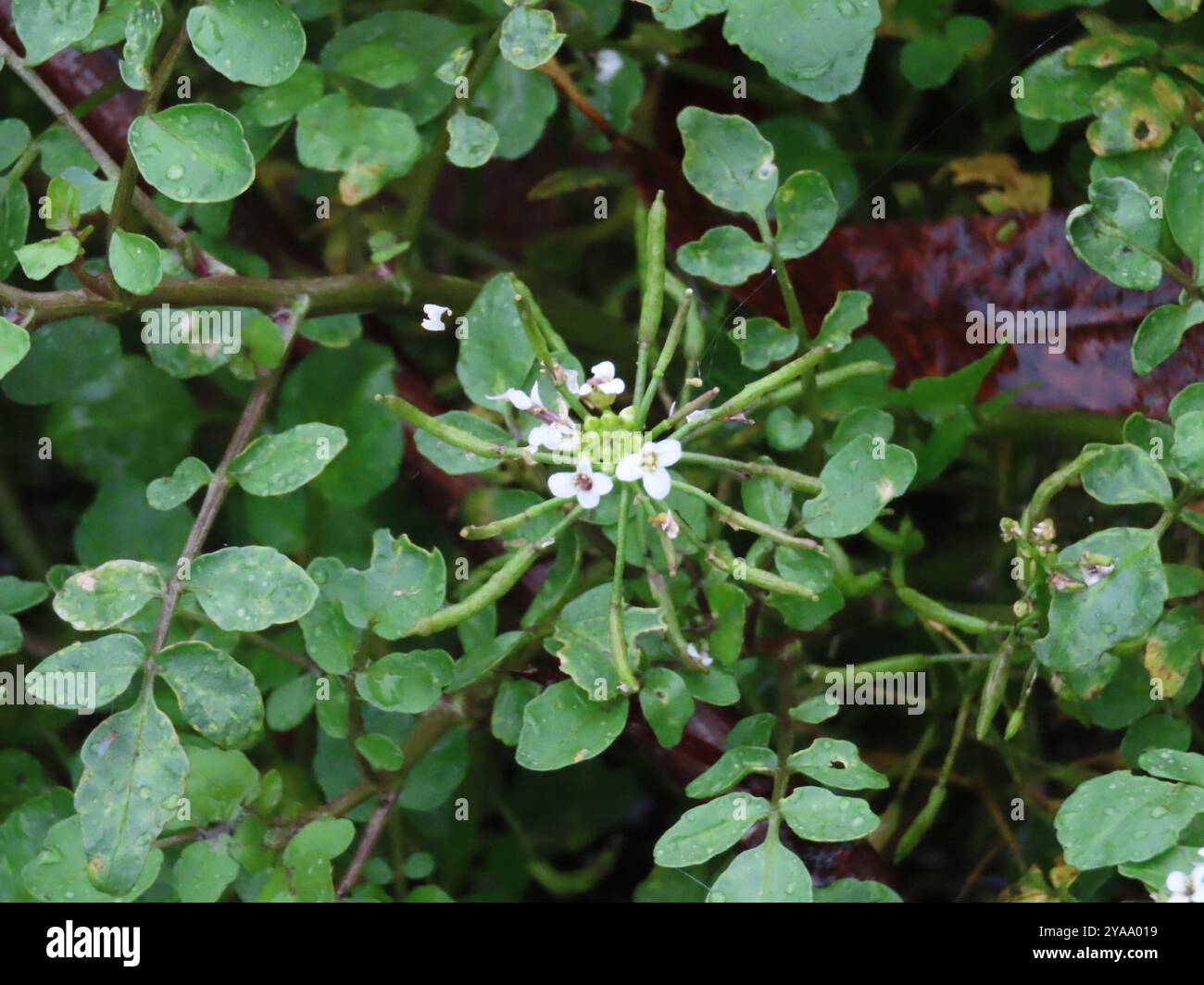 watercress (Nasturtium officinale) Plantae Stock Photo - Alamy