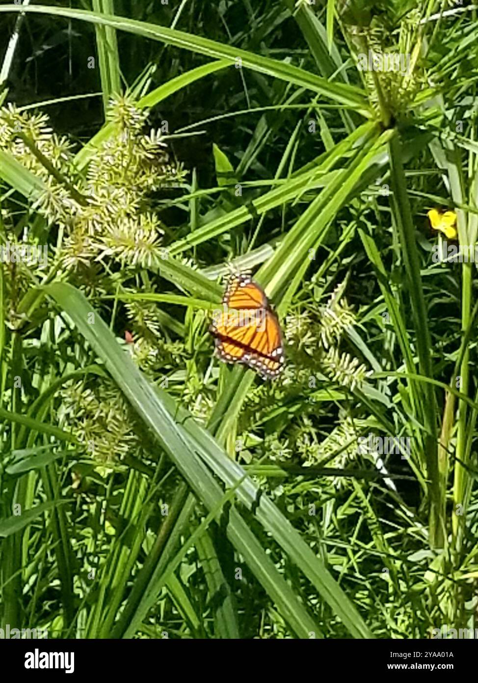 Viceroy (Limenitis archippus) Insecta Stock Photo - Alamy