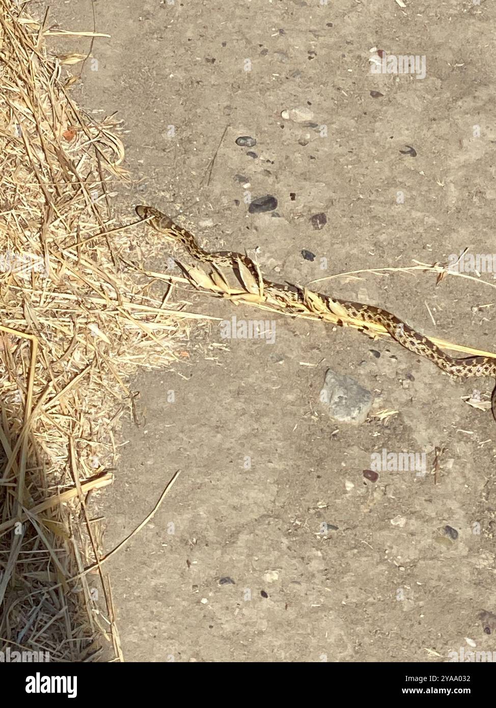 Gopher Snake (Pituophis catenifer) Reptilia Stock Photo - Alamy