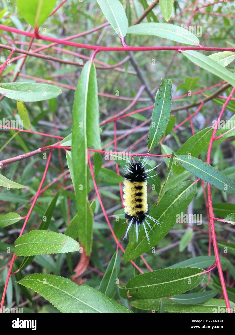 Spotted Tussock Moth (Lophocampa maculata) Insecta Stock Photo - Alamy