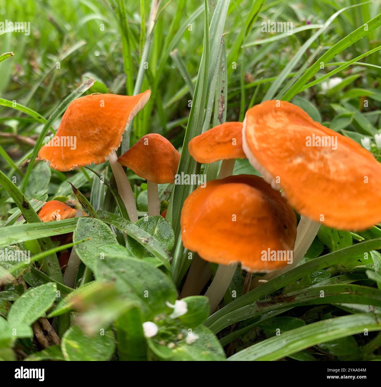 Wandering Creamsicle (Marasmius vagus) Fungi Stock Photo - Alamy