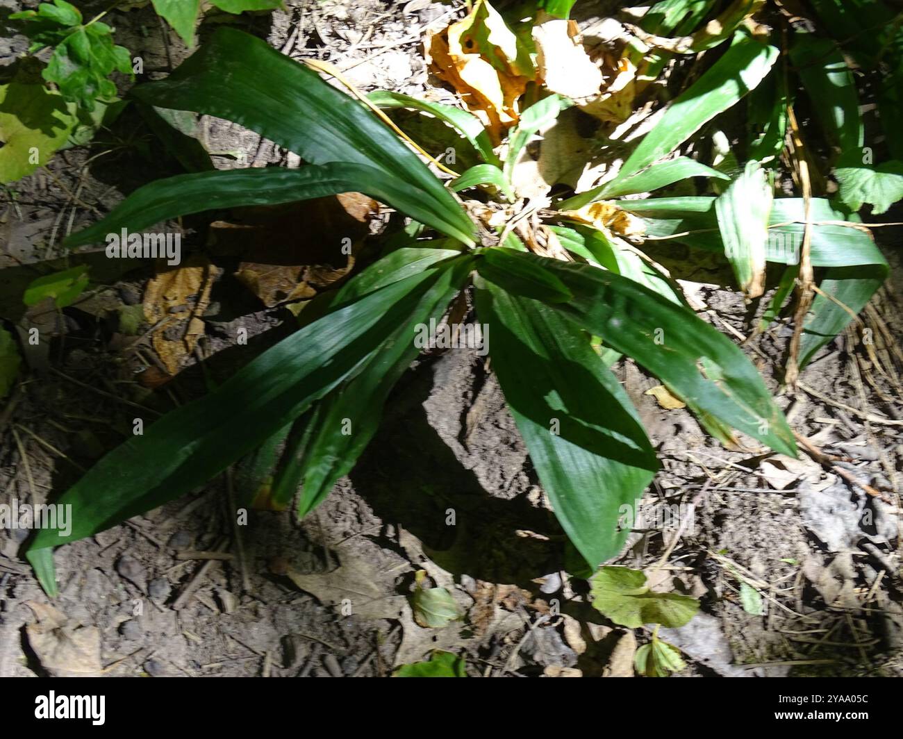 White Bear Sedge (Carex albursina) Plantae Stock Photo - Alamy
