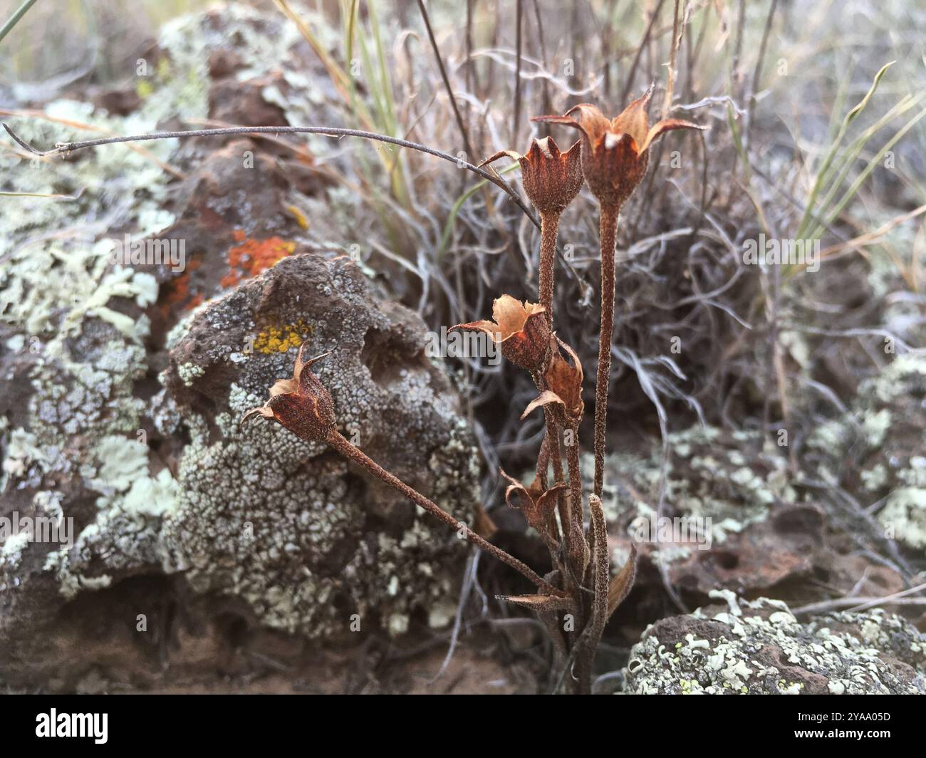 clustered broomrape (Aphyllon fasciculatum) Plantae Stock Photo - Alamy