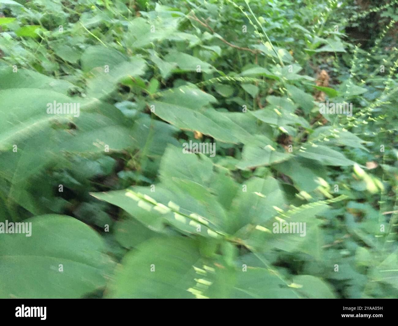 American jumpseed (Persicaria virginiana) Plantae Stock Photo - Alamy