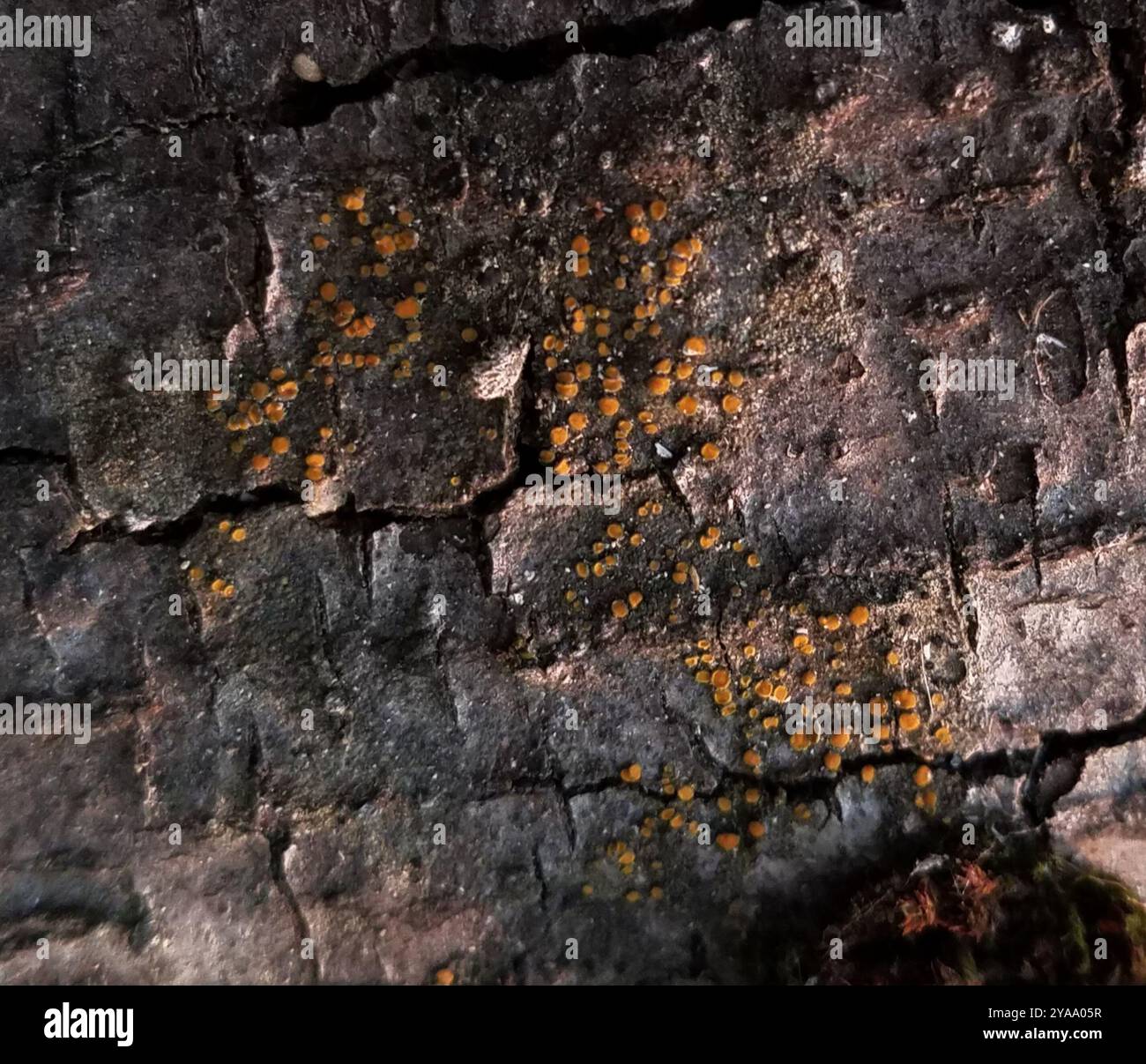Firedot Lichen (Athallia holocarpa) Fungi Stock Photo - Alamy