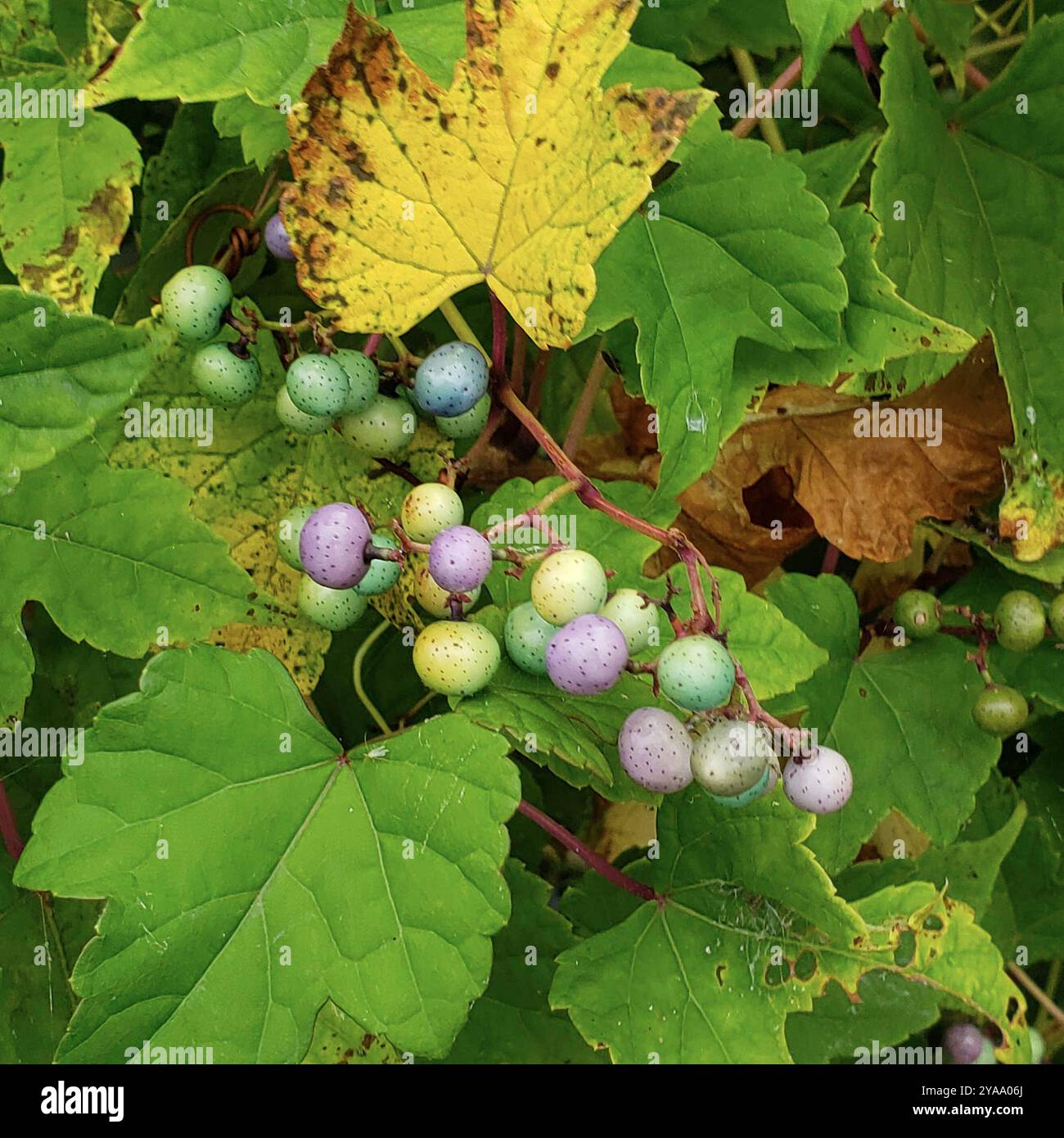 Porcelain Berry (Ampelopsis glandulosa) Plantae Stock Photo - Alamy