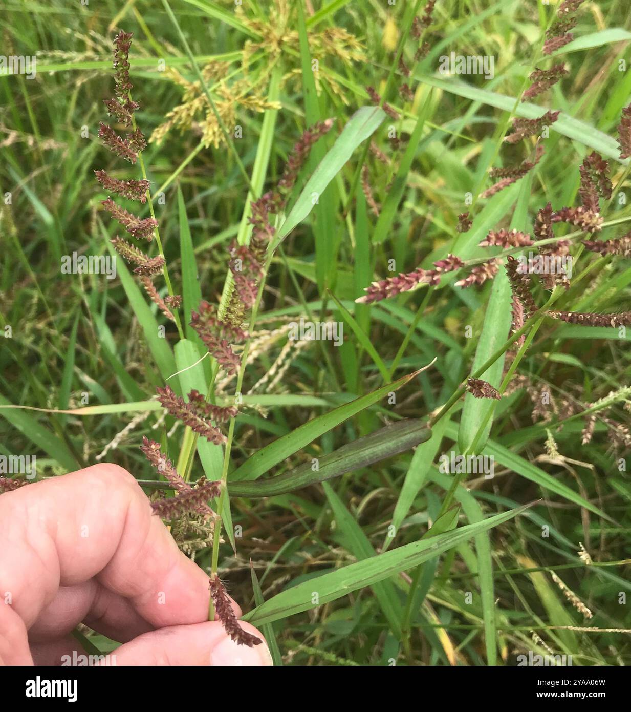 Jungle Rice (Echinochloa colonum) Plantae Stock Photo - Alamy