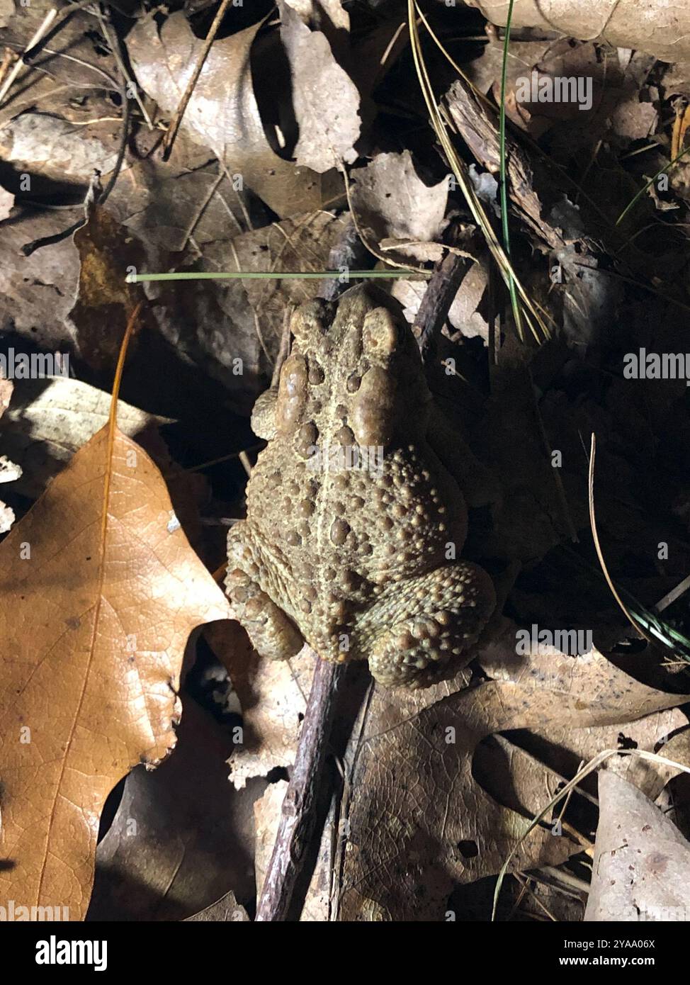 American Toad (Anaxyrus americanus) Amphibia Stock Photo - Alamy