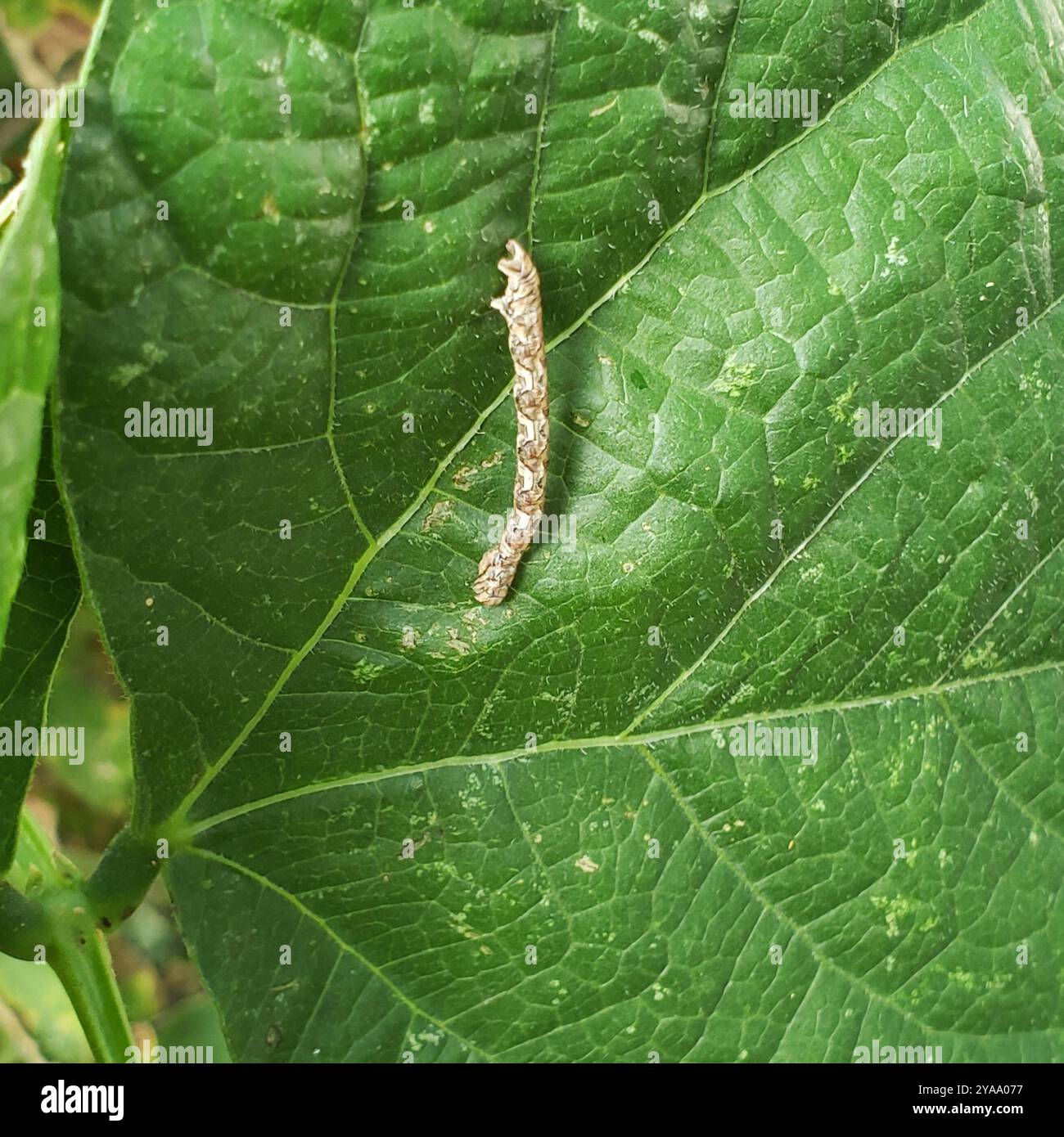 Geometer Moths (Geometridae) Insecta Stock Photo - Alamy