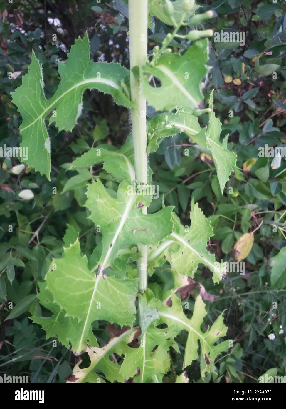 tall blue lettuce (Lactuca biennis) Plantae Stock Photo - Alamy