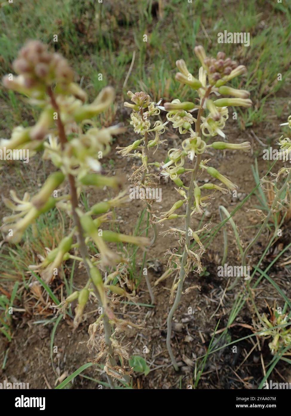Satin Squill (Drimia elata) Plantae Stock Photo - Alamy
